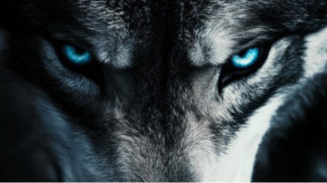 How to Draw a Realistic Wolf Step-by-Step for Beginners | GodisaGeek.com